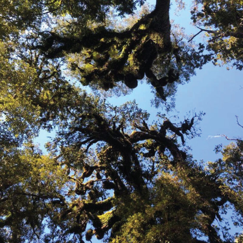 Plants We Love: Epiphytes - The Tree People