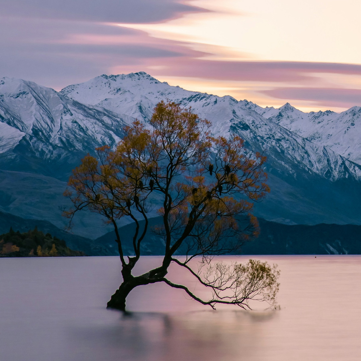 How to Care for Your Trees in Winter - The Tree People