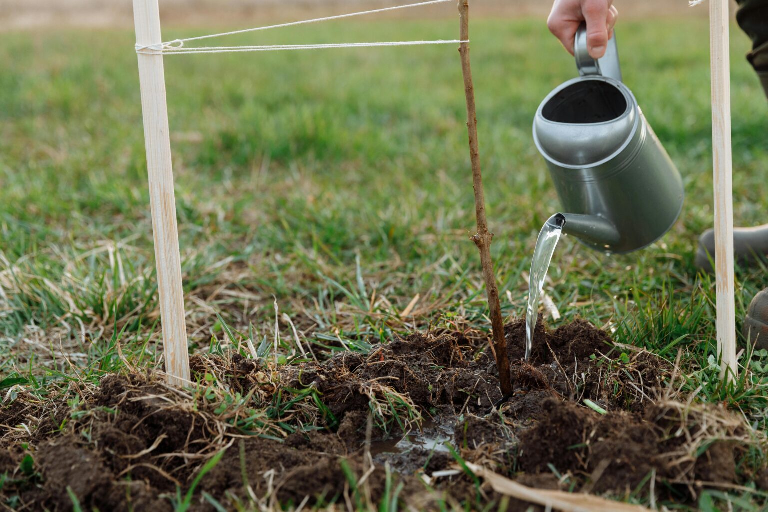 Top Tips for Planting Trees in Winter on Horomaka (Banks Peninsula ...